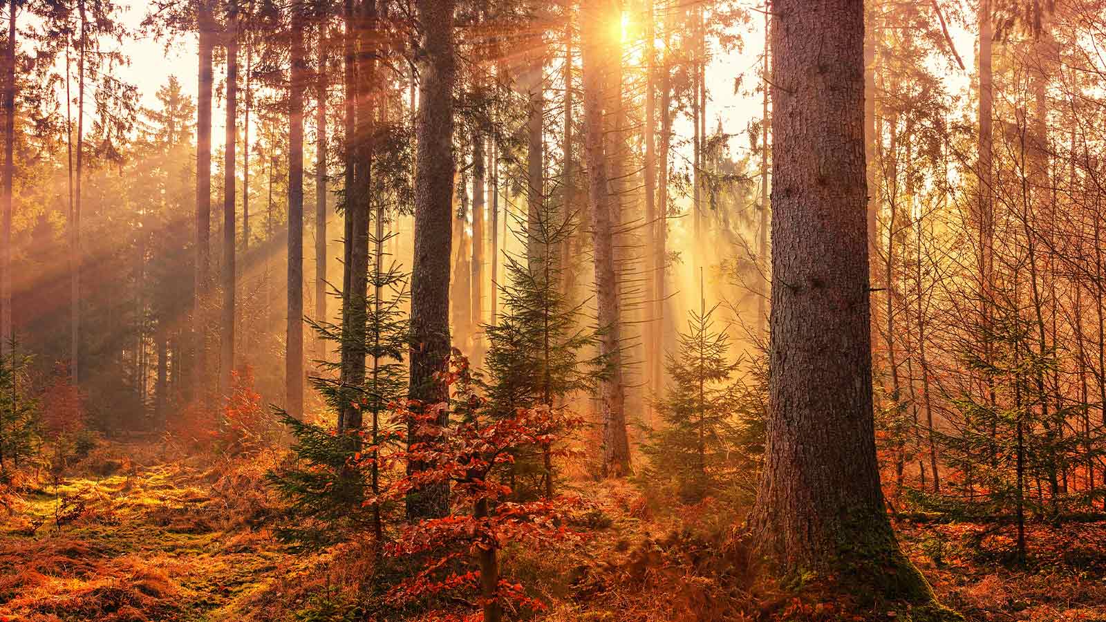 5 Tips for ECB Violations in NYC - AFX LLC